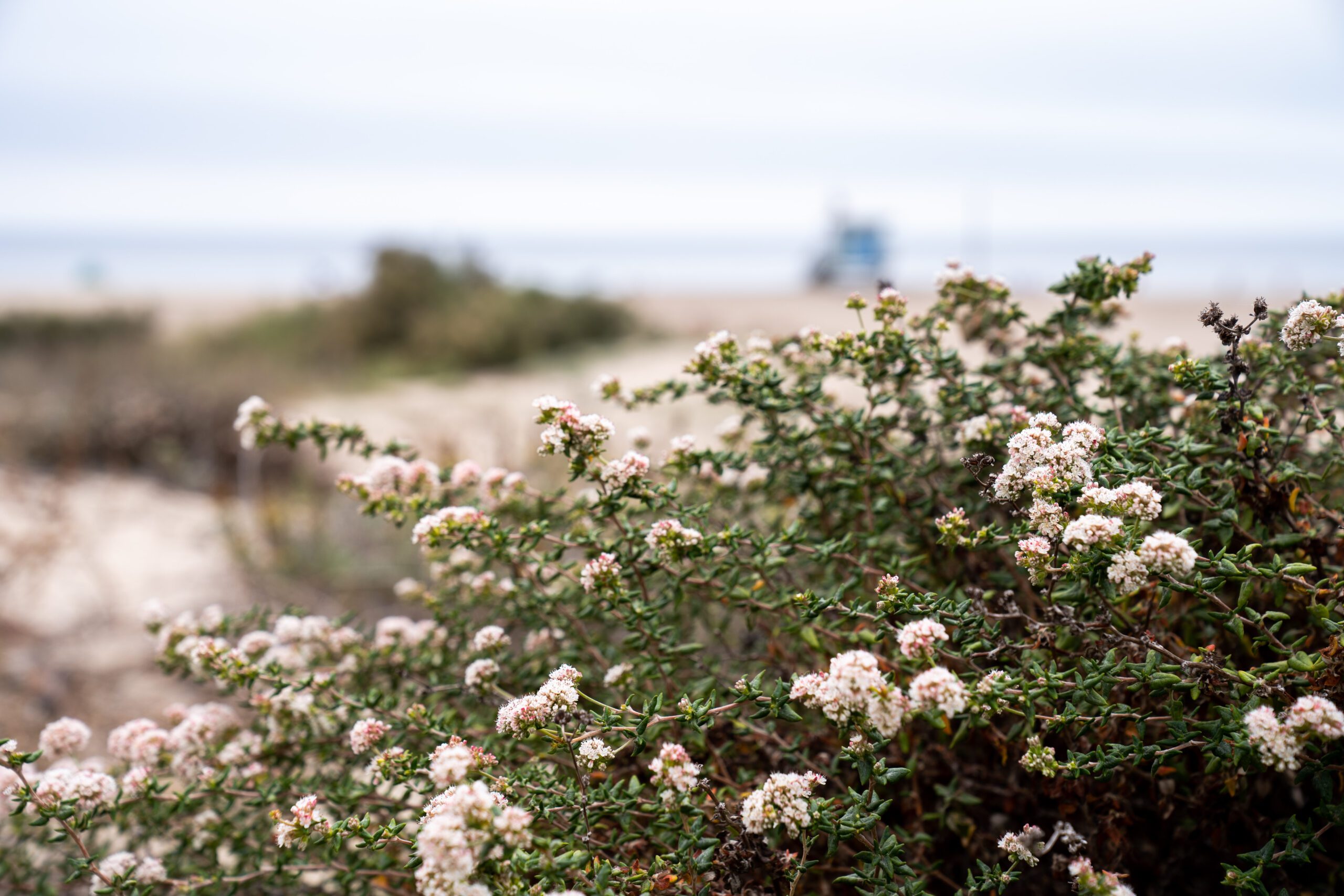 Dockweiler Beach Dune Restoration Community Event - January - The Bay ...