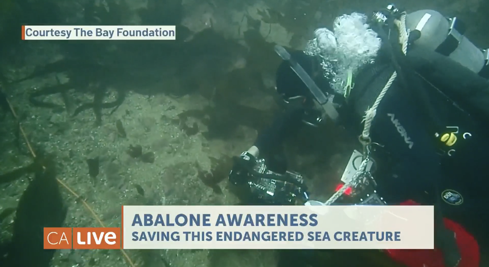 Saving Endangered Sea Creatures - The Bay Foundation