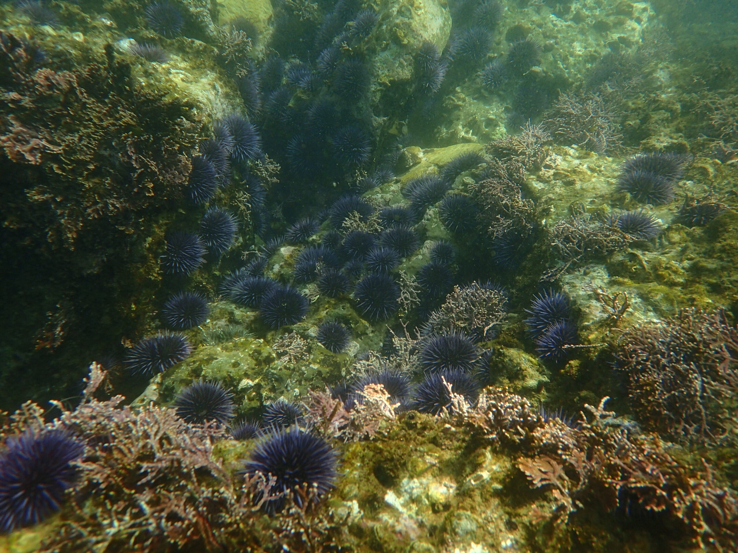 Urchin Gonad Response to Kelp Forest Restoration on the Palos Verdes ...